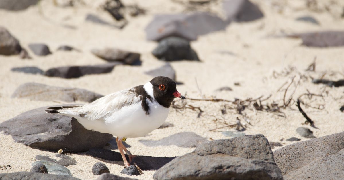 Penguin Foundation • Renewed efforts to protect Phillip Island’s hooded ...