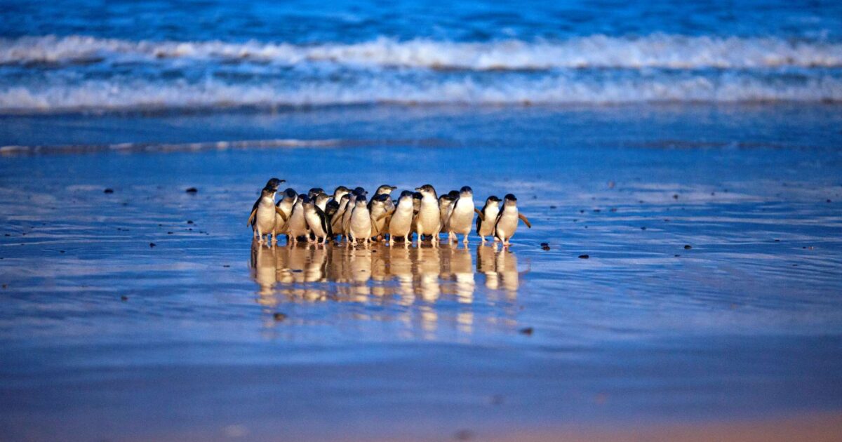 Penguin Foundation • About us