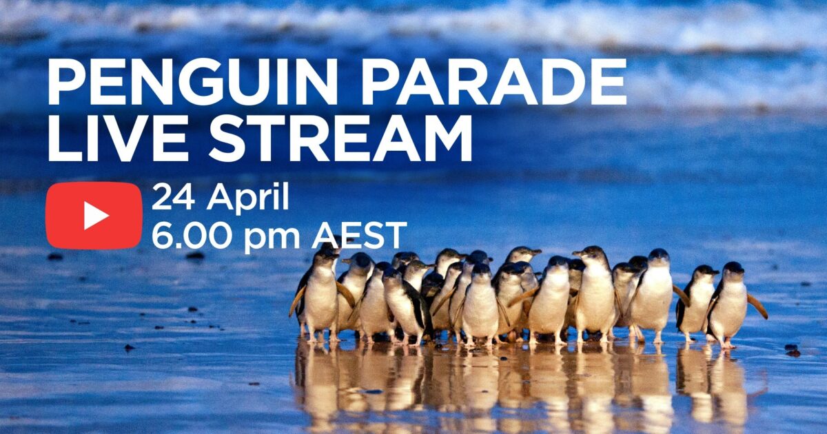 Penguin Foundation • Penguin Live TV back by popular demand!