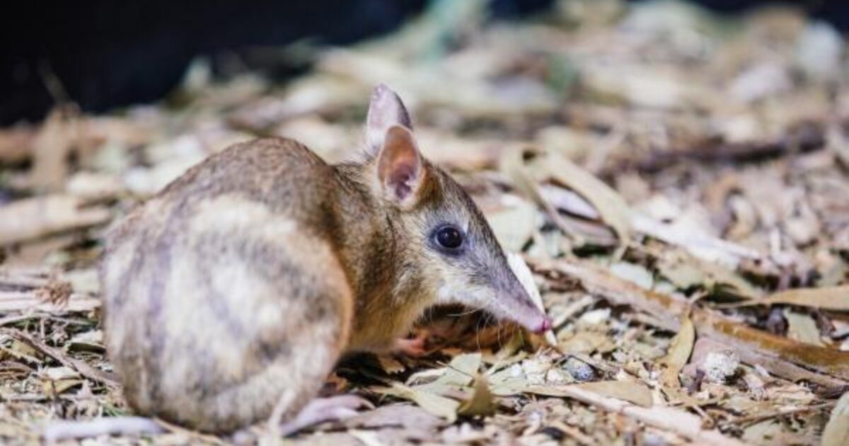 Penguin Foundation • Award nomination for the Eastern Barred Bandicoot ...
