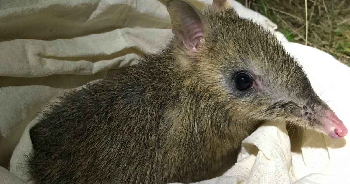 Penguin Foundation • Eastern Barred Bandicoot update