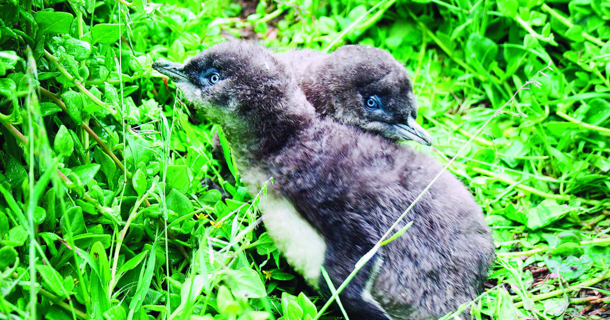 Penguin Foundation • Penguin Foundation Summerland Resilience - Be the ...