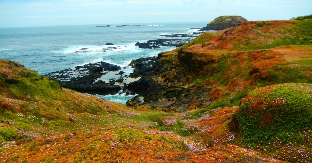 Penguin Foundation • Phillip Island Nature Parks to host Island Arks ...