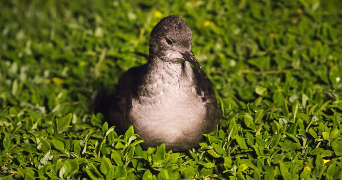 Penguin Foundation • Short-tailed Shearwater study solves late ...