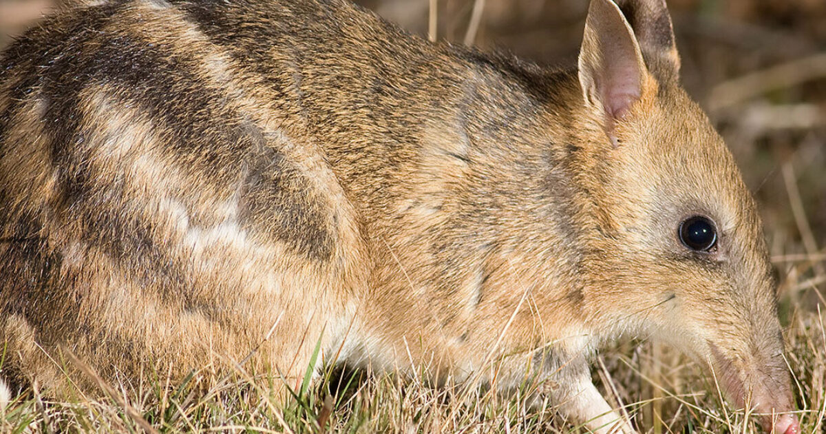 Penguin Foundation • Eastern Barred Bandicoot