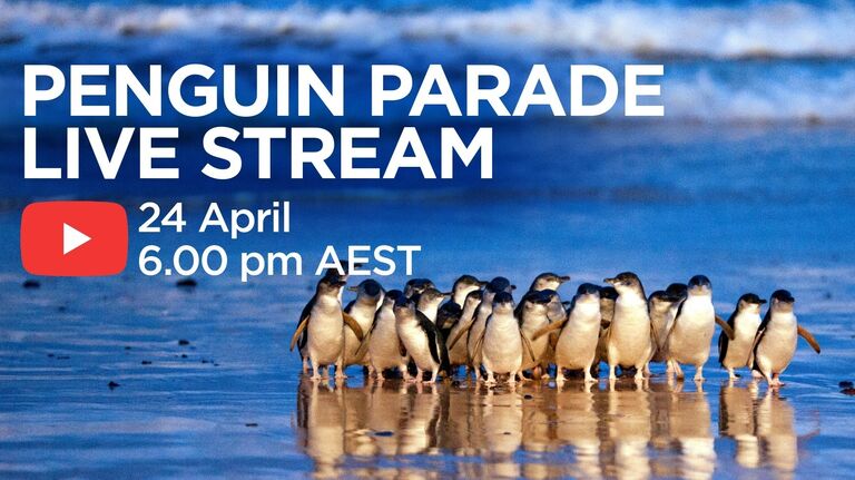 Penguin Foundation • Penguin Live TV back by popular demand!