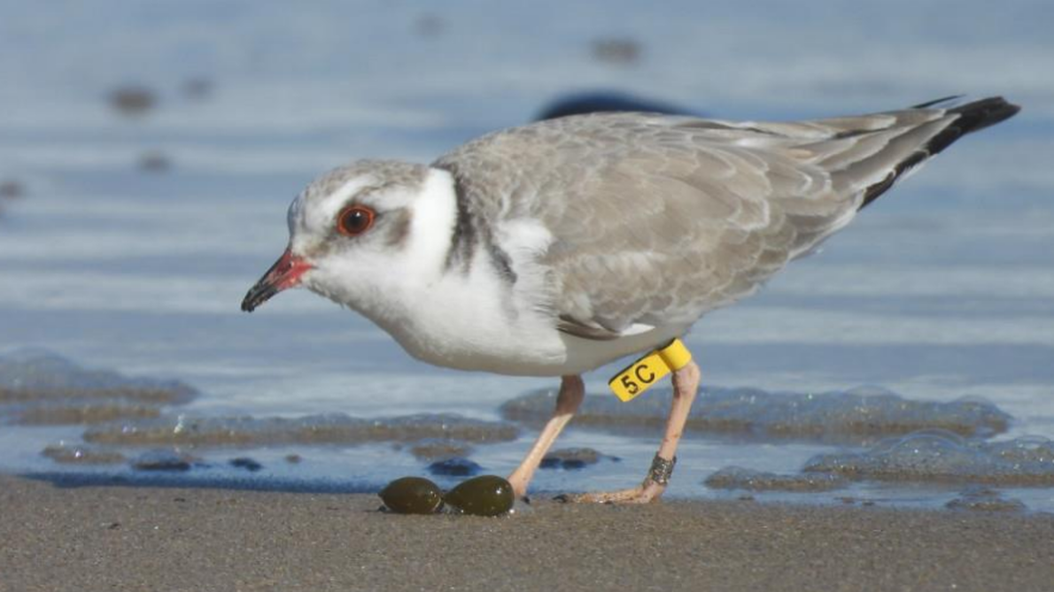 Penguin Foundation • Nesting shorebird breeding report