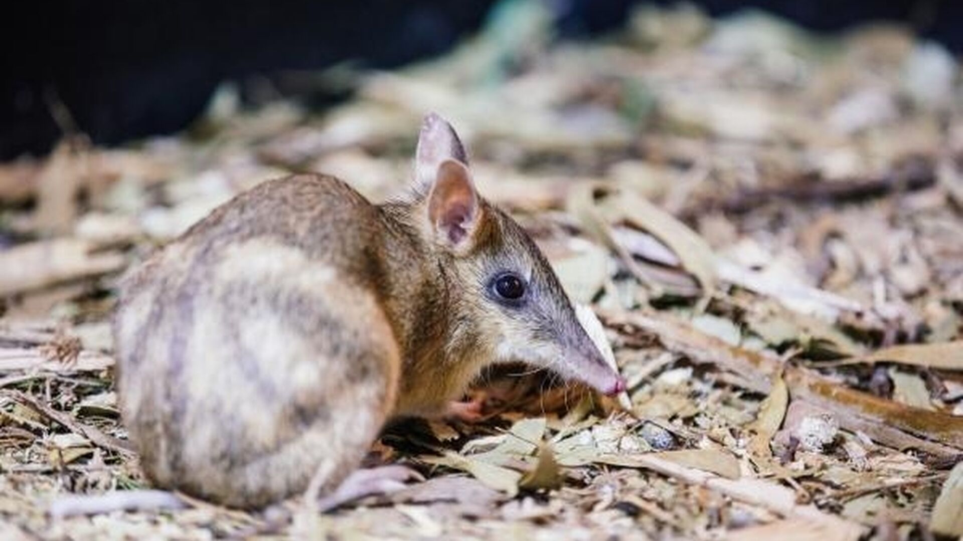 Penguin Foundation • Award nomination for the Eastern Barred Bandicoot ...