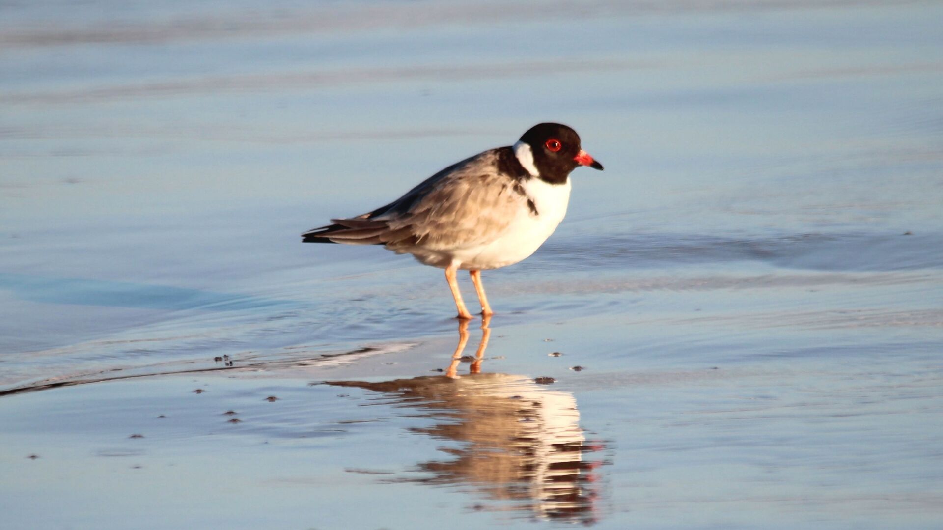 Penguin Foundation • Hooded plover