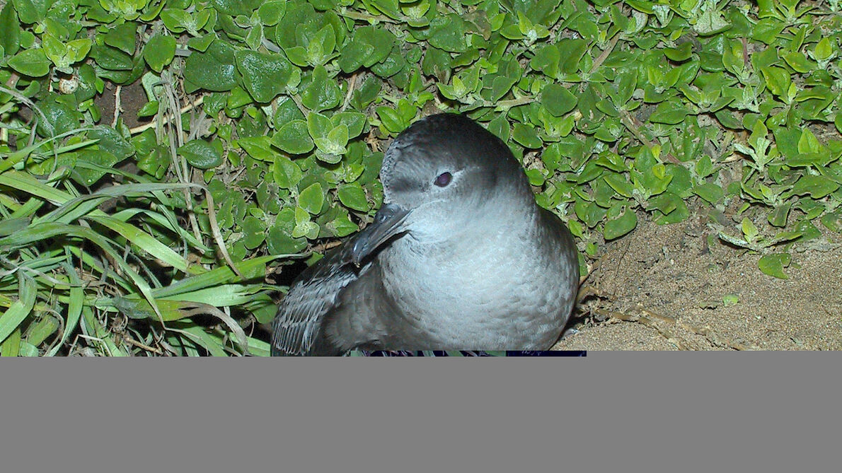 Penguin Foundation • The Short-tailed Shearwater Great Migration