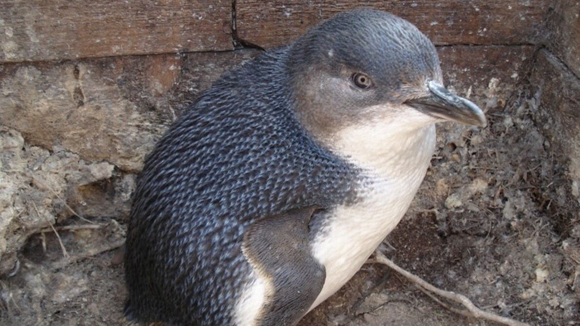 Penguin Foundation • Celebrating World Penguin Day