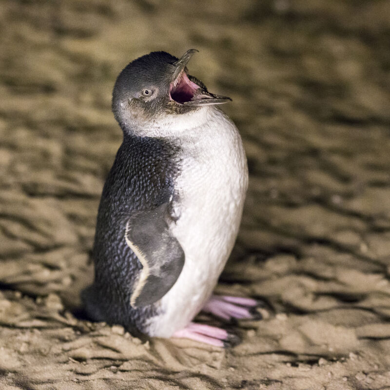 Penguin Foundation • Be the lifeline for little penguins in need - appeal